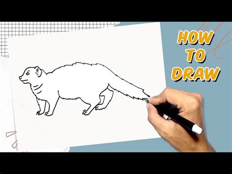 Step By Step How To Draw A Banded Mongoose