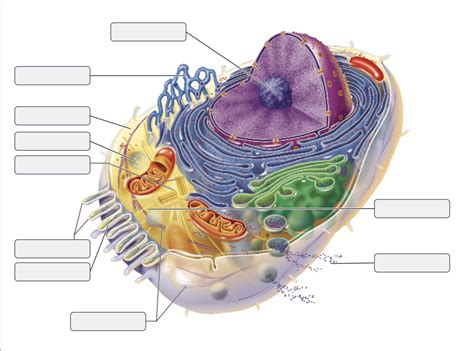 chapter 3 assignment 3 diagram quizlet
