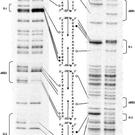 The Probasin Reveals Four Ar Dbd Binding Sites Using Methylation