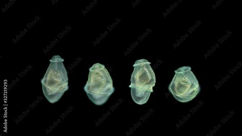 Worm Larva At Trochophore Stage With A Microscope Subclass Echiura Free Floating Planktonic