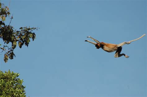 Natural Selection Blank Template Imgflip