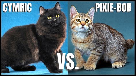 Cymric Cat Vs Pixie Bob Cat Youtube