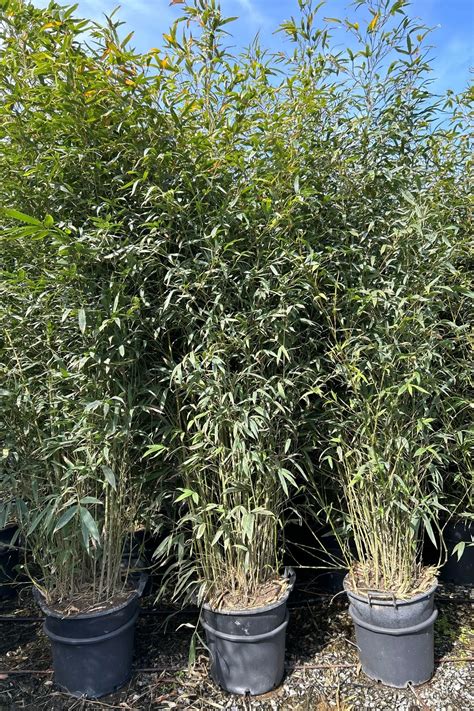 Phyllostachys Aurea