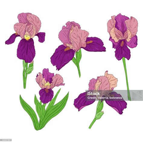 피는 아이리스 꽃의 컬렉션입니다 밝은 색상 봄 식물 그림입니다 손으로 그린 흰색 배경에 격리 벡터 줄기에 홍채 싹의 집합입니다 꽃 무늬 0명에 대한 스톡 벡터 아트 및 기타