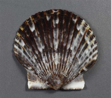 What Are Bivalves 5 Examples Of These Amazing Creatures A Z Animals