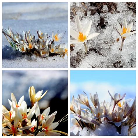 晓颖 花开即春来，见者皆好运。作为新疆户外最早开花的植物之一，天山脚下的白番红花顶冰绽放。 Facebook