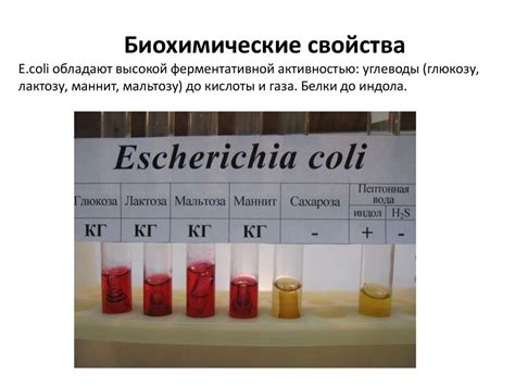 Кишечные инфекции презентация онлайн
