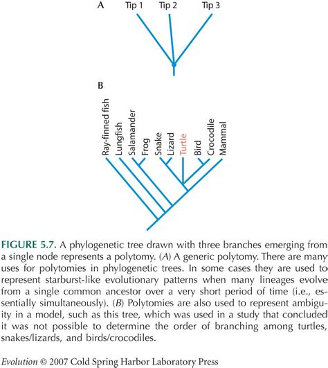 Evolution Figures Chapter 5