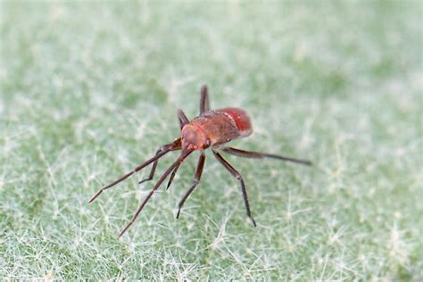 Long Nosed Insect BugGuide Net