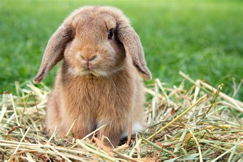 Year Of The Rabbit 5 Shocking Facts Of Owning Rabbits