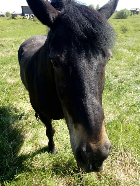 Сельский конек горбунок | Пикабу
