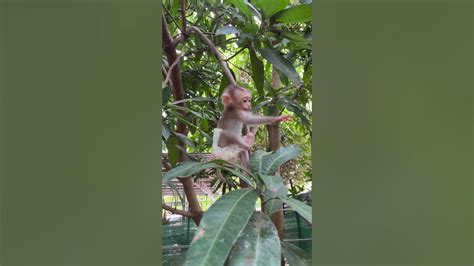 Bubu Play0n Tree Al0ne Youtube