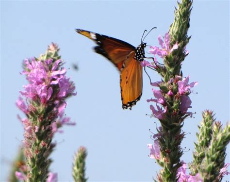 חשבתם שרק ציפורים נודדות מתברר שלא רק גם פרפרים נודדים ירון מיכאלי תקשורת ויחסי ציבור סקופר