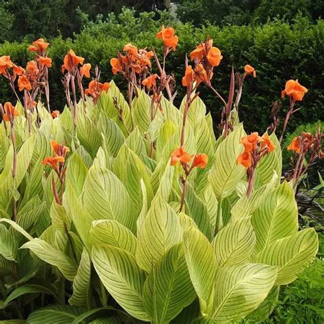 Canna Lily Varigated Alans Garden