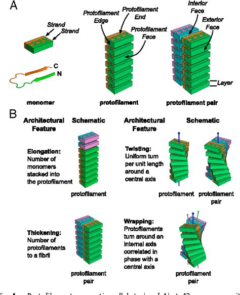 Beta Sheet Amyloid