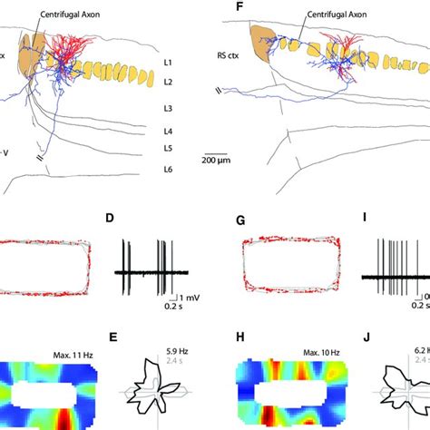Identified Neurons From The Superficial Layers Of Medial Entorhinal Download Scientific Diagram
