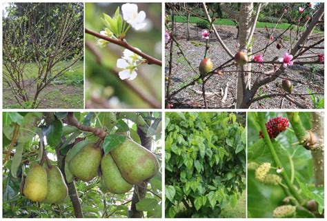 14 Usda Zone 10 Fruit Trees To Grow In Your Garden