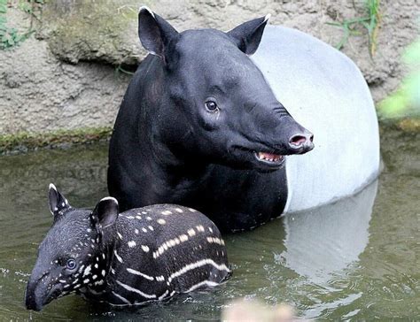 The Malayan Tapir Is The Largest Of The Four Species Of Tapir Weighing