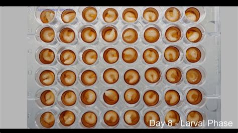 Bee Larvae Stages