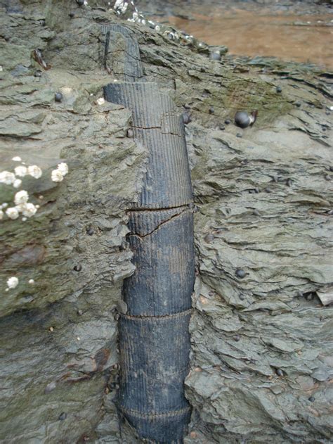 Incredible Fossilized Trees Deeproot Blog Incredible Fossilized Trees Deeproot Blog
