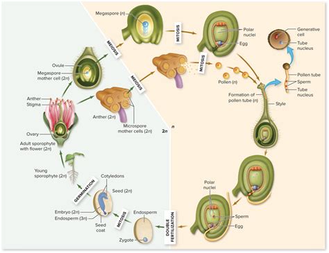 Angiosperm Life Cycle Diagram Quizlet