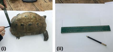 What To Put In Tortoise Hibernation Box At Carly Decosta Blog