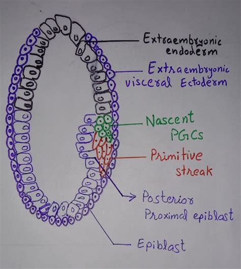 Gametogenesis Production Of Pgcs