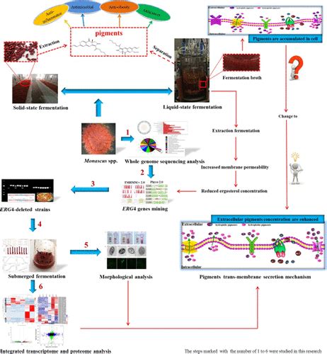 麦角固醇生物合成途径的破坏导致膜渗透性增加，在深层发酵中导致细胞外红曲霉色素的过度生产和分泌。 Journal Of Agricultural And Food Chemistry X Mol