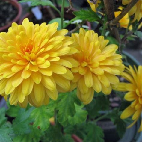 Decorative Mum Chrysanthemum Miss Goldie