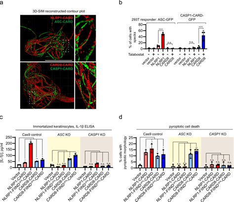 Structural Basis For Distinct Inflammasome Complex Assembly By Human