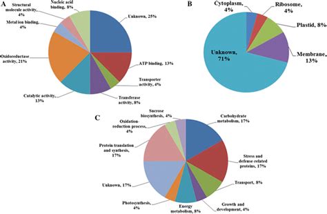 Protein Encoding Gene Function Of 24 Differentially Expressed Proteins Download Scientific