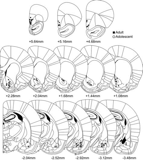 The Medial Orbitofrontal Cortex Governs Reward Related Circuits In An Age Dependent Manner Pmc