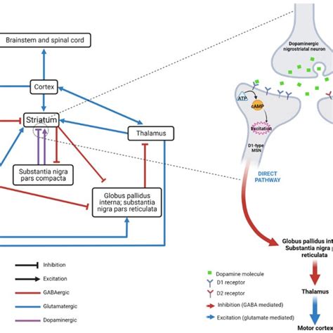 Schematic Representation Of Direct And Indirect Pathways Of The Basal Download Scientific