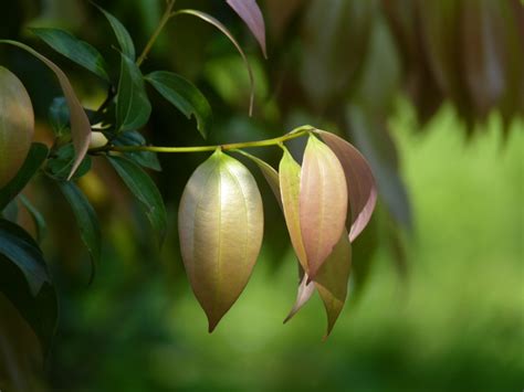 土肉桂 青帶鳳蝶 白桕花園 udn部落格