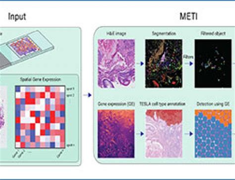 Funpat Function Based Pattern Analysis On Rna Seq Time Series Data