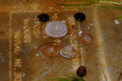 我が家の水中の生き物たち 巨大ドブシジミ