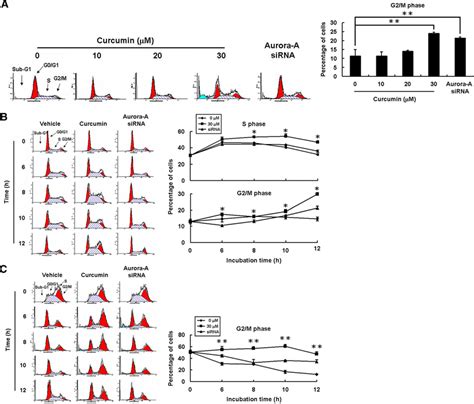 Inhibition Of Cell Cycle Progression By Curcumin And Aurora A Sirna A
