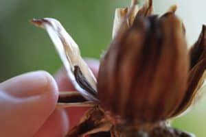 How To Collect Dahlia Seeds Harvest And Storage Farmhouse Blooms