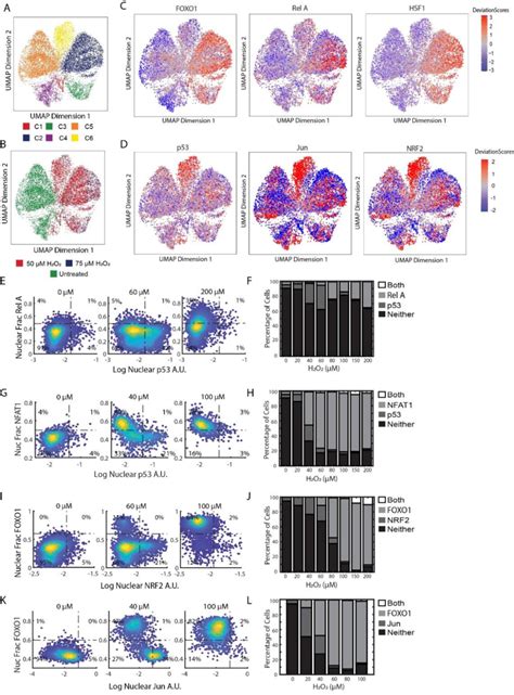 Single Cell Atac Seq Reveals Transcription Factors Activated With Foxo1