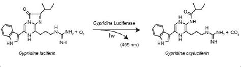Luciferase Assay Renilla Luciferase Gaussia Luciferase
