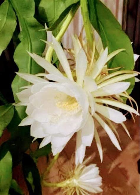 DÜnyanin En Pahali ÇİÇeĞİ… « 61 Yurt Haber