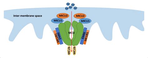 The Structure Of The Mcu Complex This Compound Localized At The Download Scientific Diagram