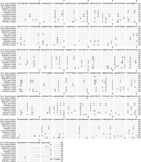Molecular Characterization Of Hypoderma Spp In Domestic Ruminants From