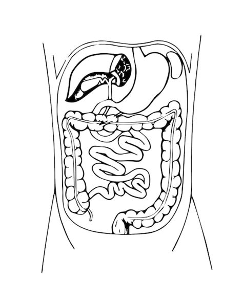 내장과 함께 인간의 복부의 단 절단 위장 장 간 장 프리미엄 벡터