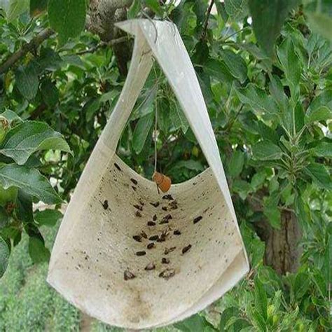 Sex Pheromone Lure For Cydia Pomonella Codling Moth Sex Pheromone