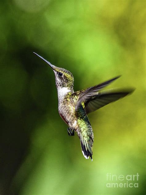Juvenile Ruby Throated Hummingbird Showing Off His Perfect Form And Beauty Photograph By Cindy