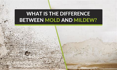 What Is The Difference Between Mold And Mould A Complete Guide