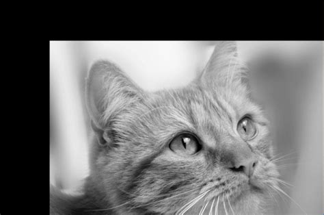 Get Started With Image Processing Using Opencv Python Sidtechtalks