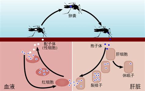 知识科普 关于疟疾这些你需要知道德州24小时