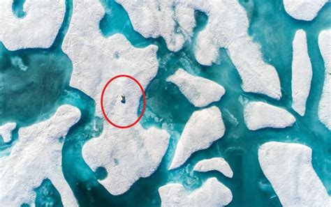 지구 온난화의 심각성…녹아내린 빙하 사이 꽉 붙잡고 있는 채로 절규하는 북극곰